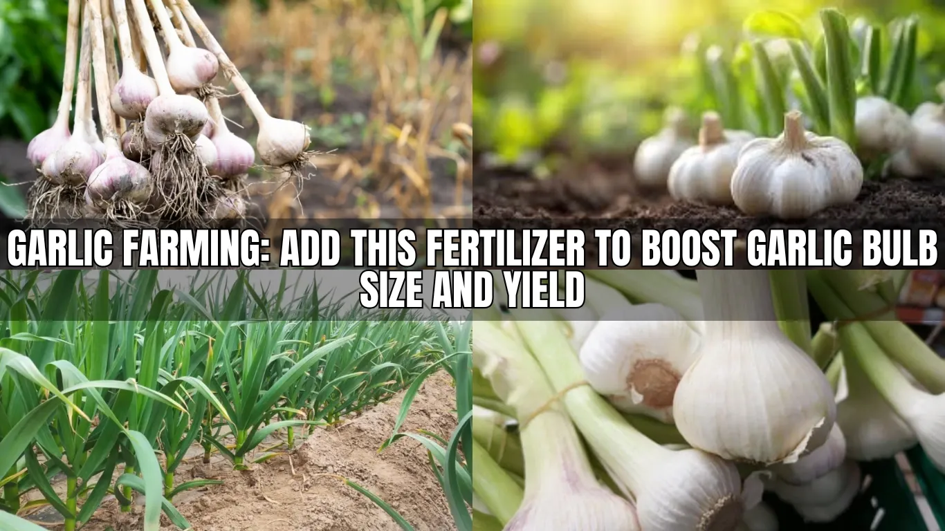 Garlic Farming: Add This Fertilizer to Boost Garlic Bulb Size and Yield