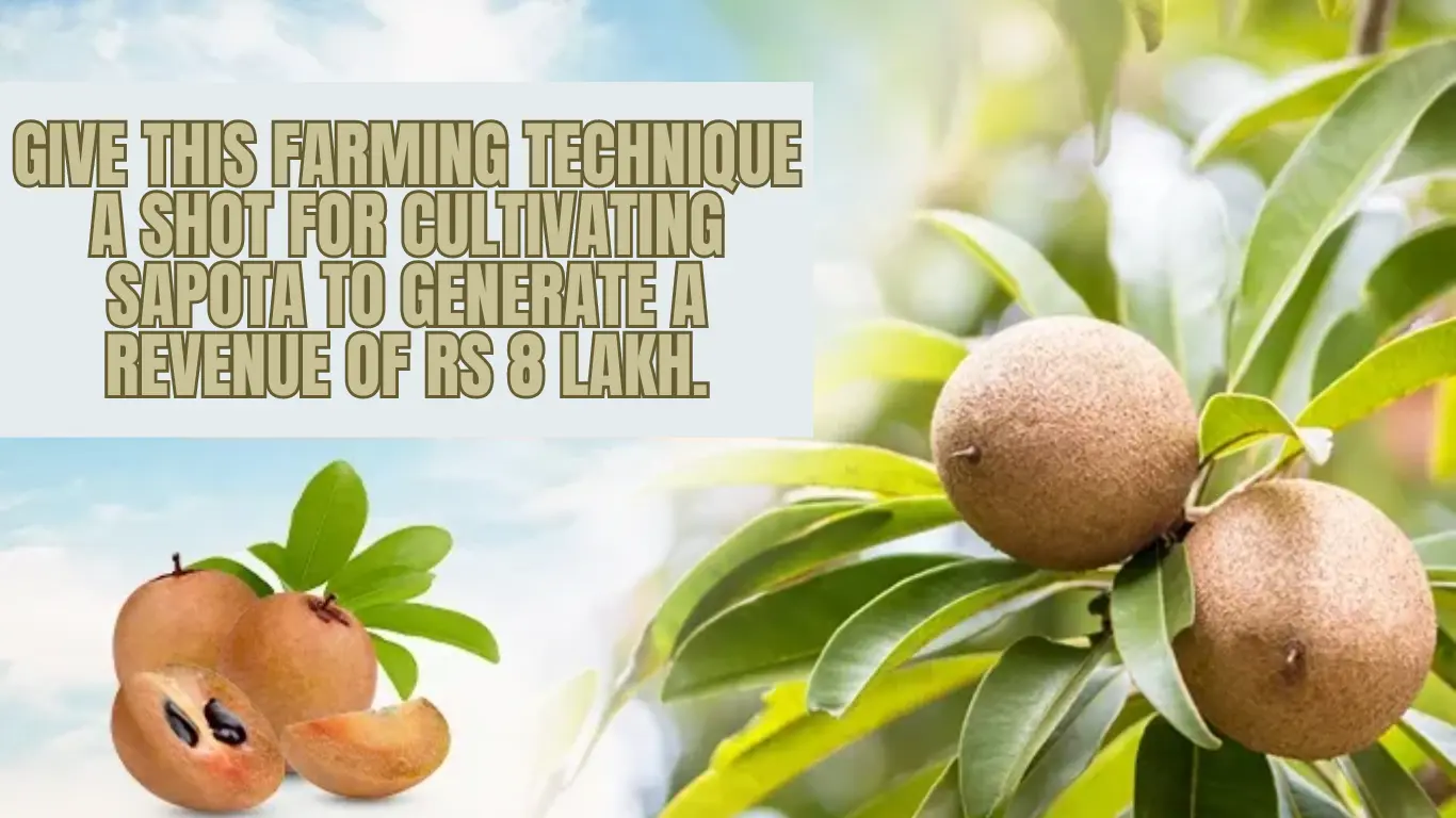 Give this farming technique a shot for cultivating Sapota to generate a ...