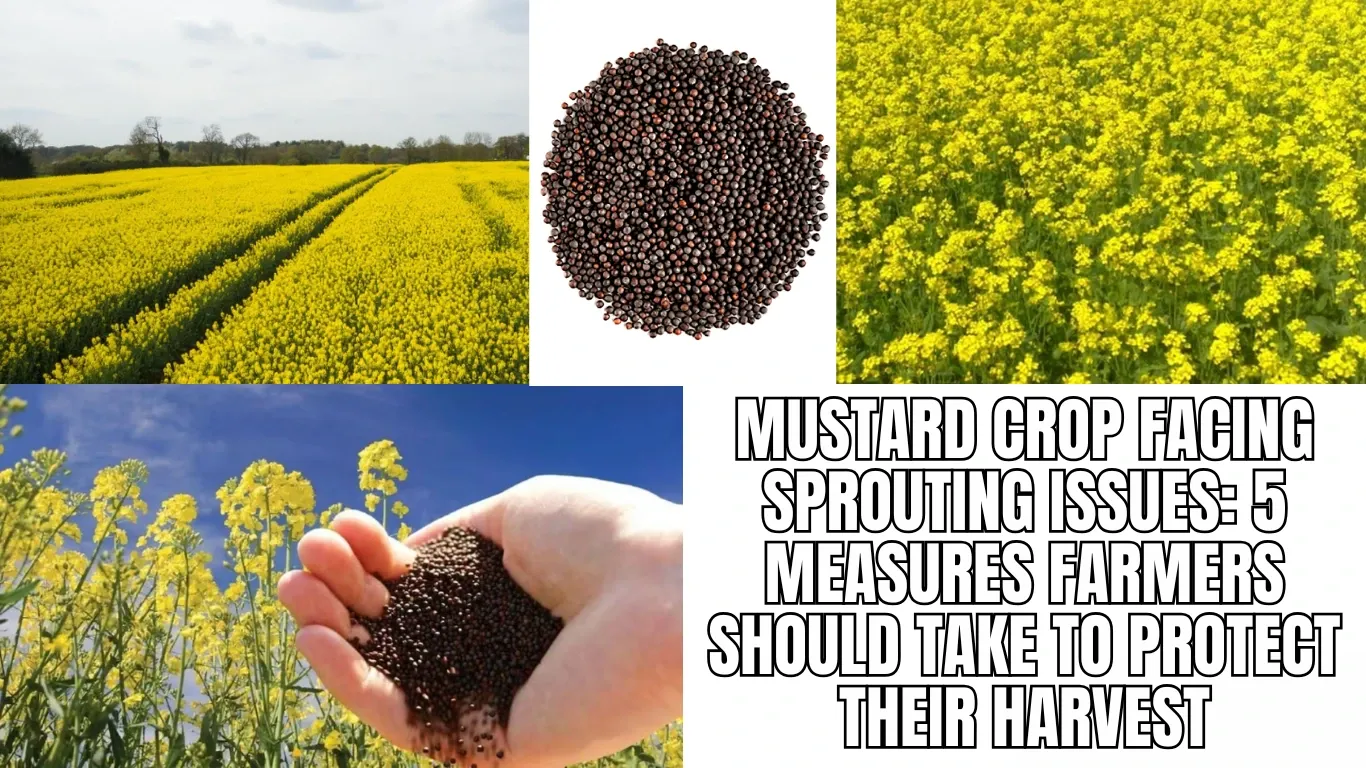 Mustard Crop Facing Sprouting Issues: 5 Measures Farmers Should Take to ...