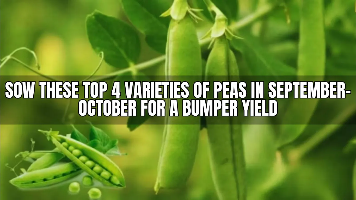 High Yielding Peas