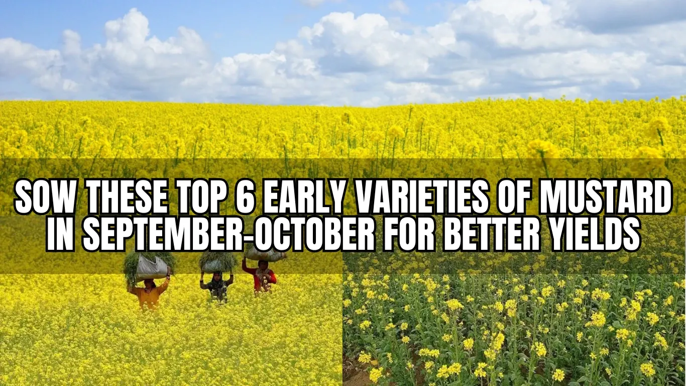 Sow These Top 6 Early Varieties of Mustard in September-October for ...