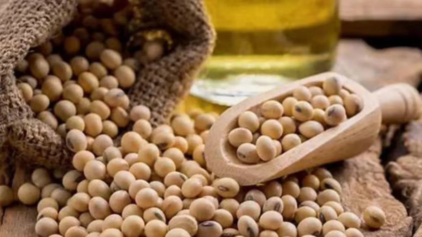 Soybean Purchase at MSP Till December 31 in Madhya Pradesh with New ...