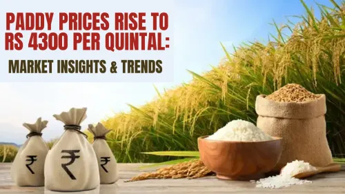 Paddy Prices Rise to Rs 4300 per Quintal: Market Insights & Trends