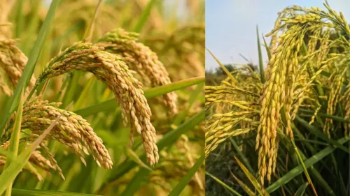 Paddy Prices Rises to Rs 3692/Quintal: Market Trends & Insights