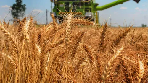 Paddy Procurement to Begin on September 23: Key Details for Farmers in ...